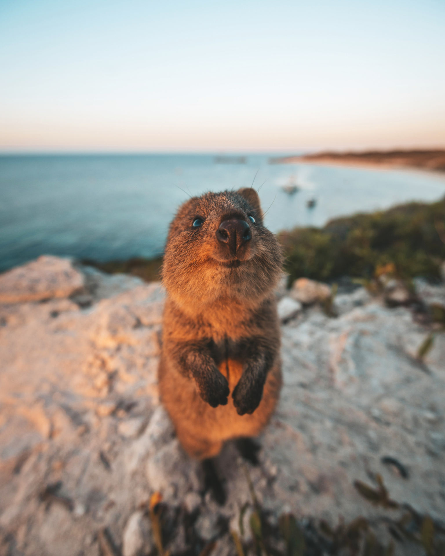 Cute quokka by the ocean